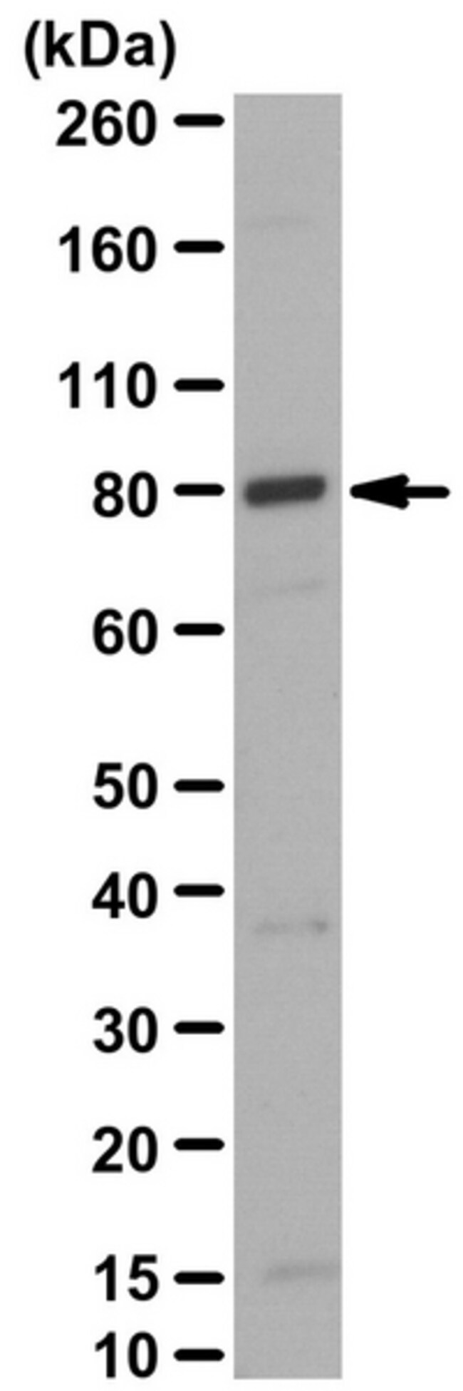 MilliporeSigma Cullin-4A, Rabbit, Unlabeled, Polyclonal, 100μL ...